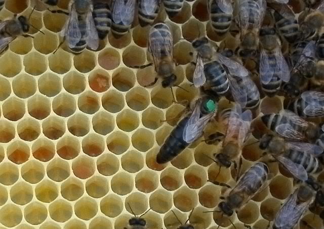 Pictures of Queens | Beesource Beekeeping Forums